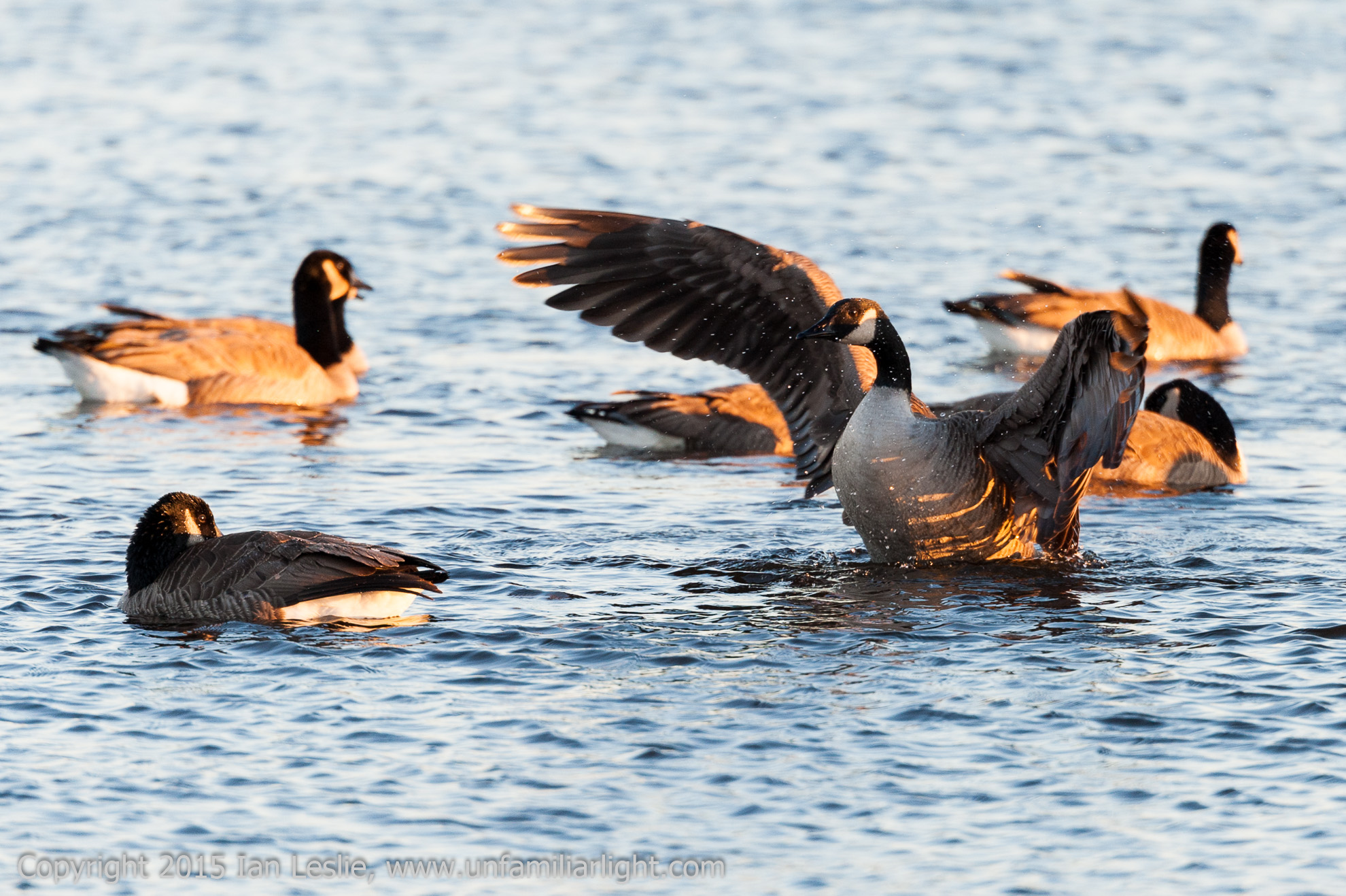 Branta canadensis Archives - Unfamiliar Light